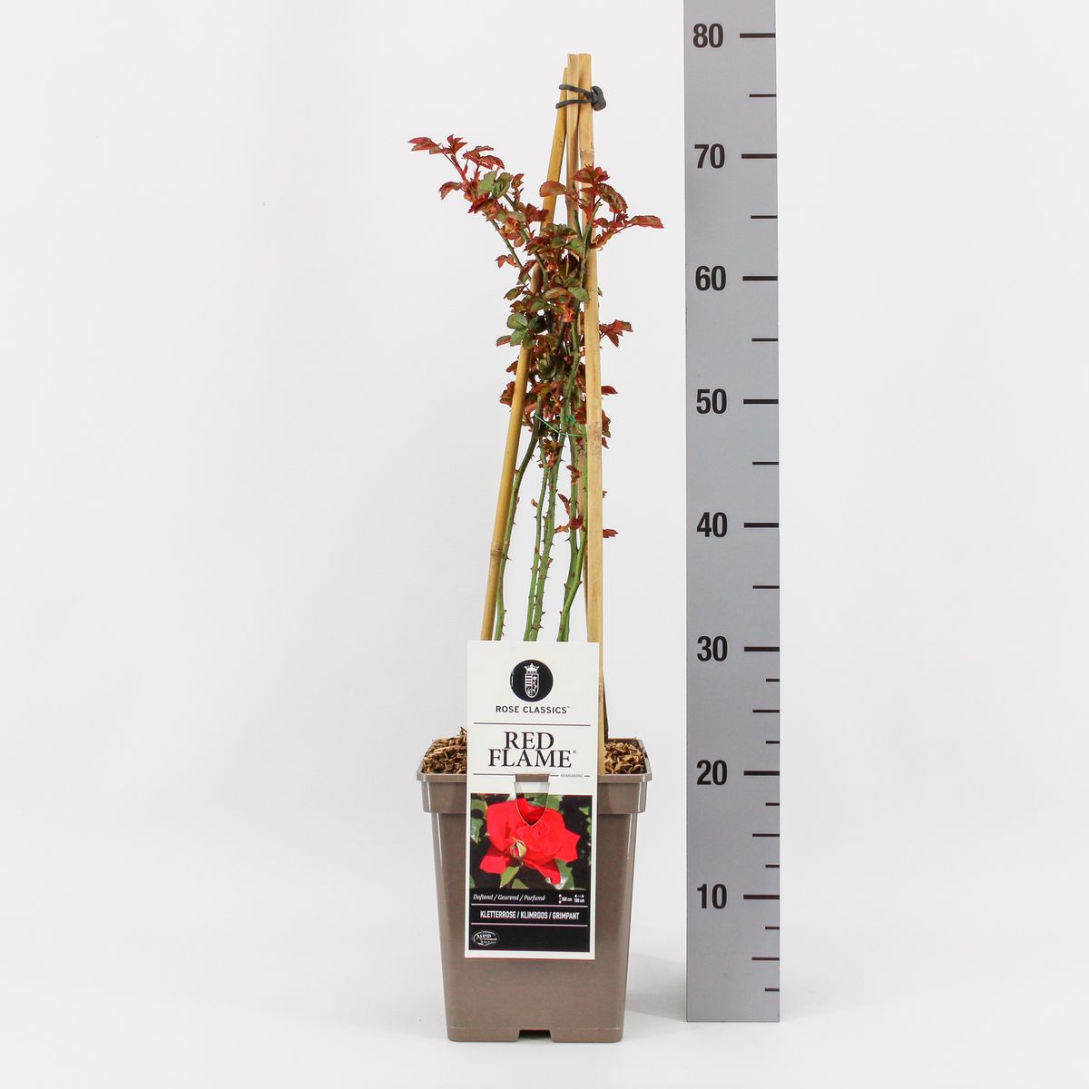 Rosa RED FLAME — Plant Wholesale FlorAccess