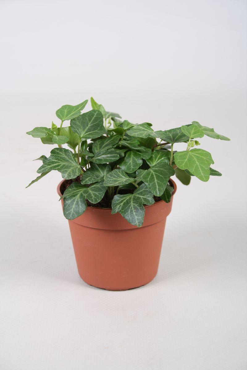 Hedera helix 'Wonder' — Plant Wholesale FlorAccess