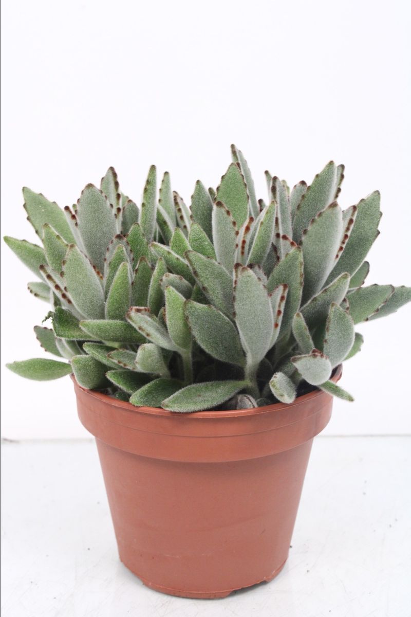 Kalanchoe tomentosa — Plant Wholesale FlorAccess