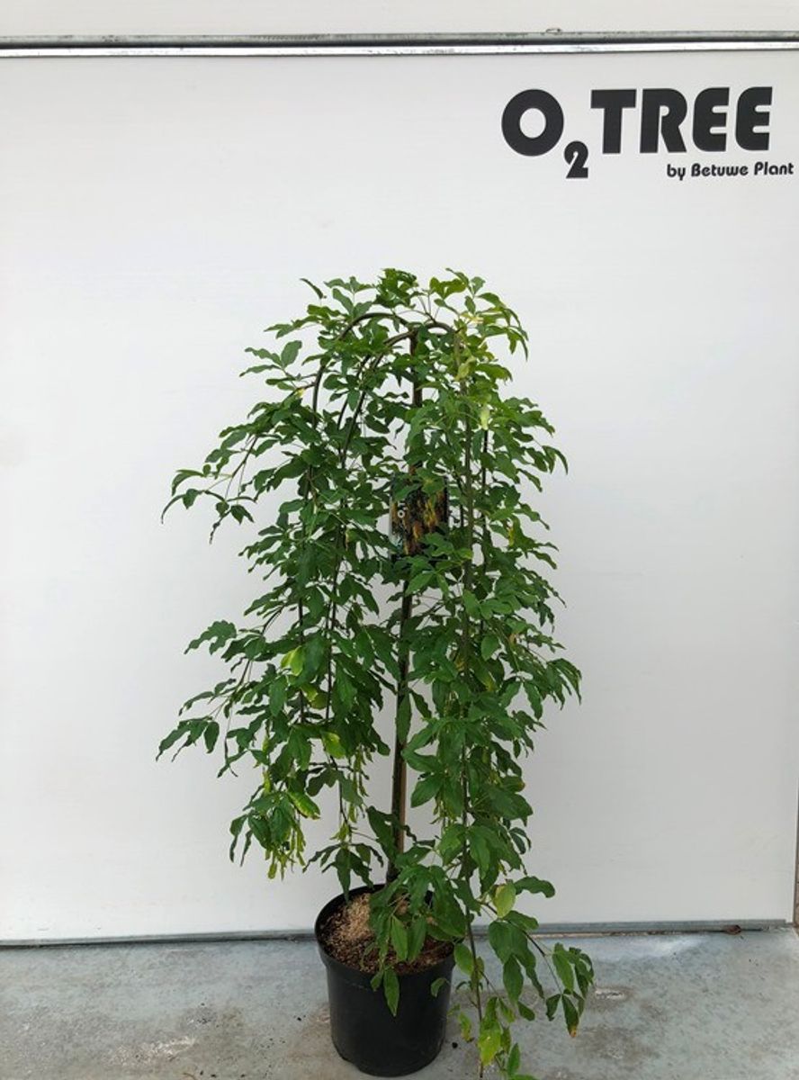 Laburnum alpinum 'Pendulum' — Plant Wholesale FlorAccess