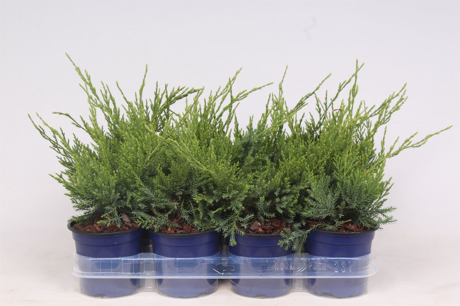 Juniperus x pfitzeriana 'Mint Julep' — Plant Wholesale FlorAccess