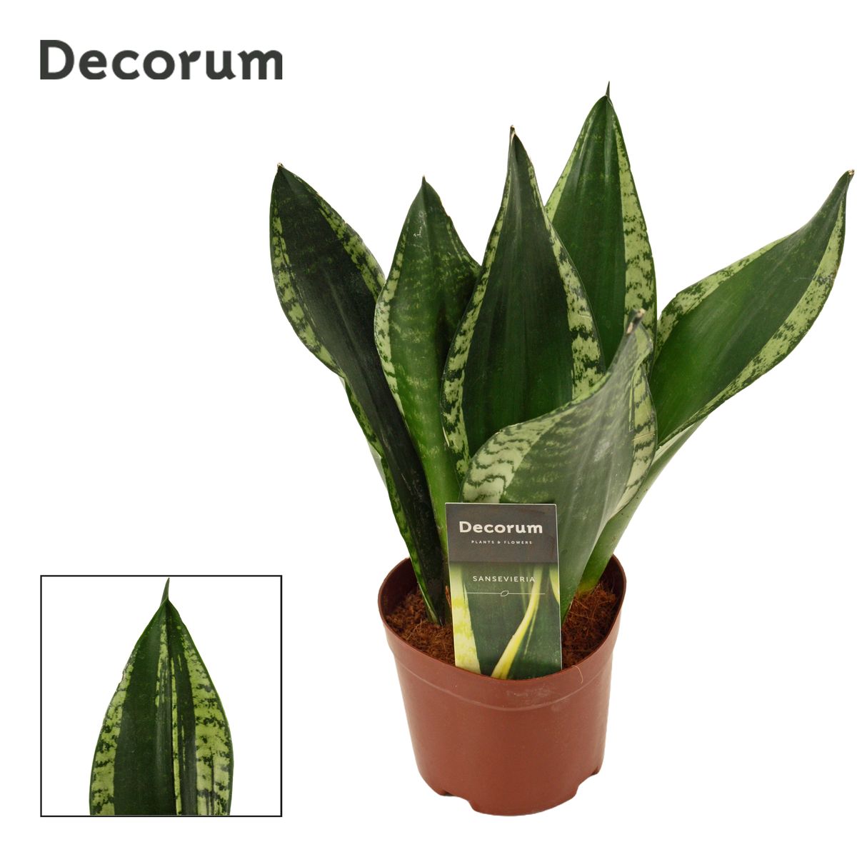 Sansevieria trifasciata 'Silver Flame' — Растения Оптовая FlorAccess