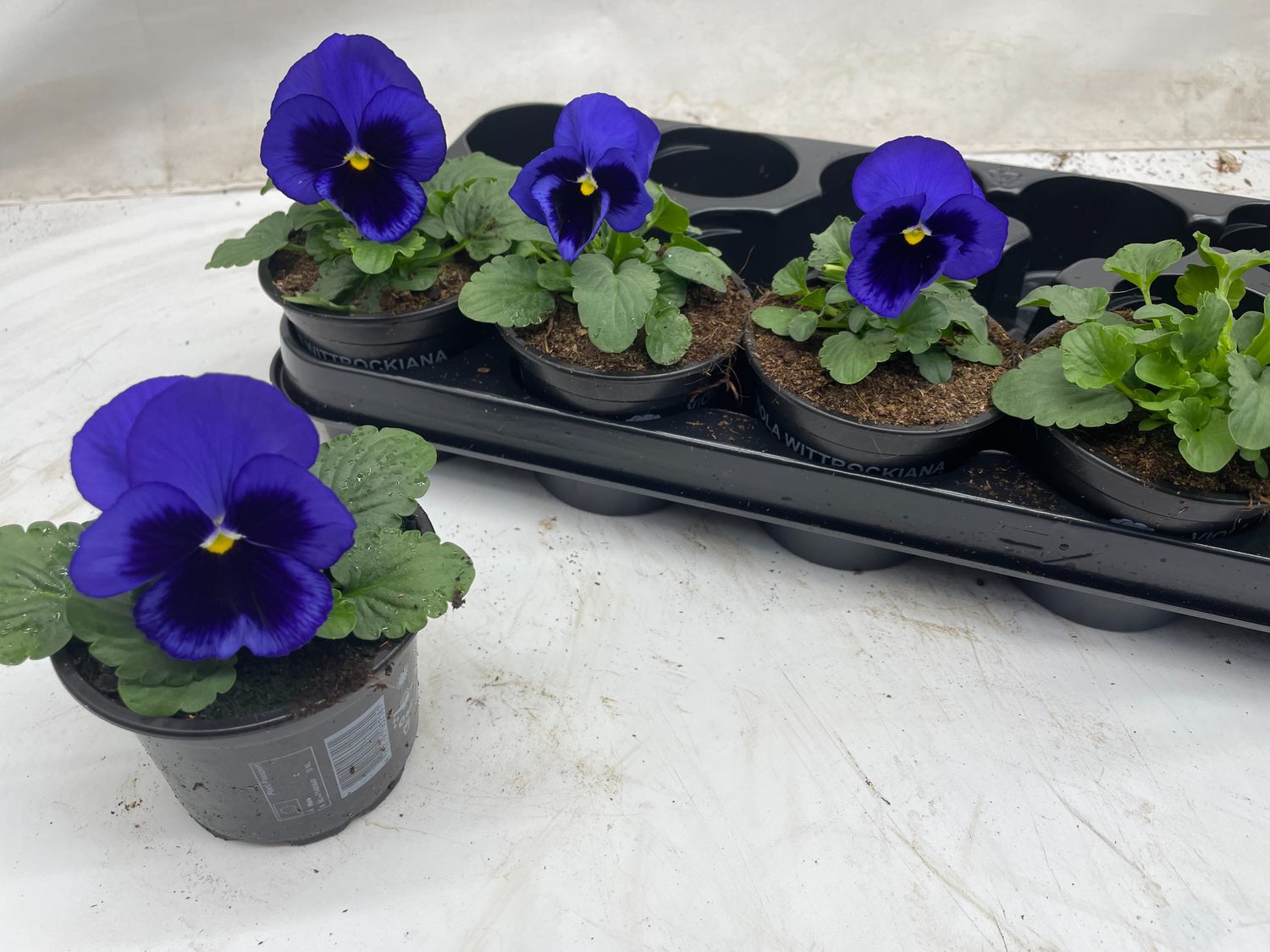 Viola x wittrockiana 'Matrix Blue Blotch' — Plant Wholesale FlorAccess
