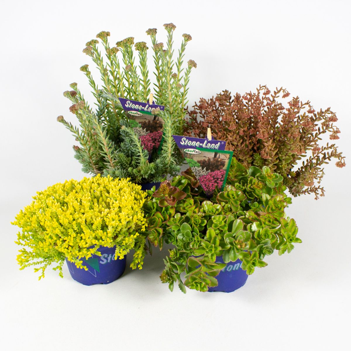 Sedum MIX — Plant Wholesale FlorAccess