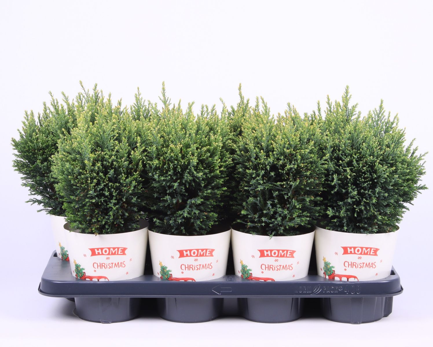 Chamaecyparis lawsoniana 'Snow White' — Plant Wholesale FlorAccess