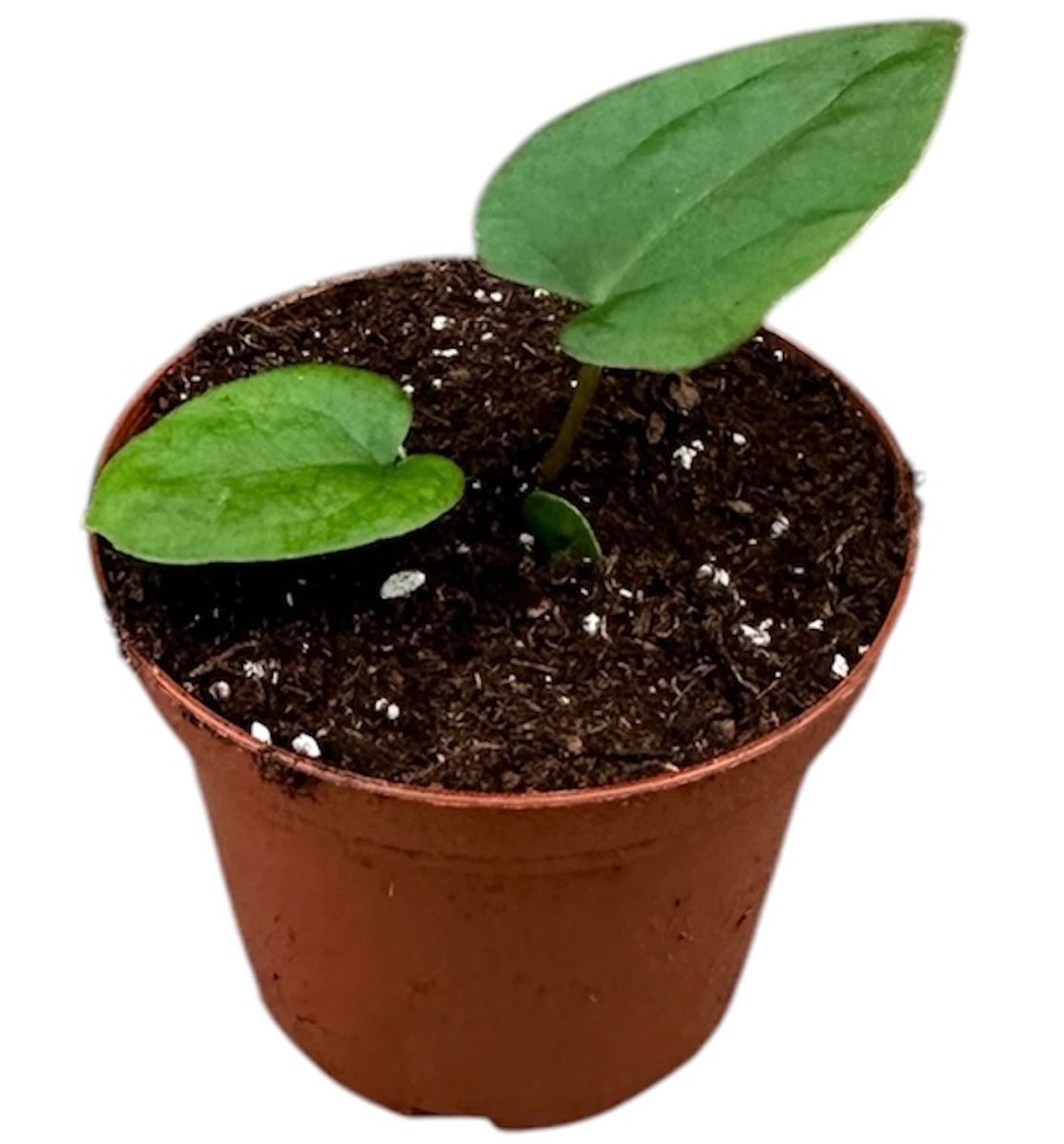 Anthurium 'Ace of Spades' x A. dressleri — Plant Wholesale FlorAccess