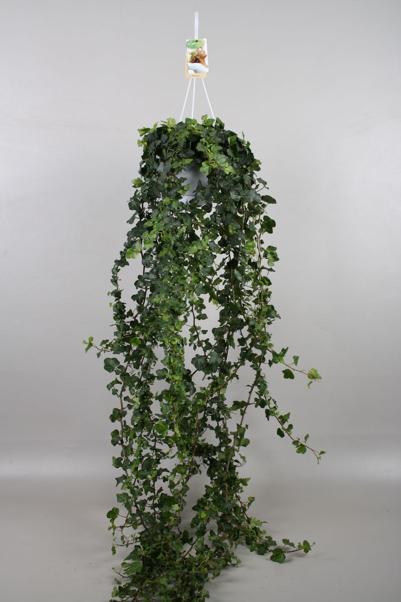 Hedera helix 'Wonder' — Plant Wholesale FlorAccess