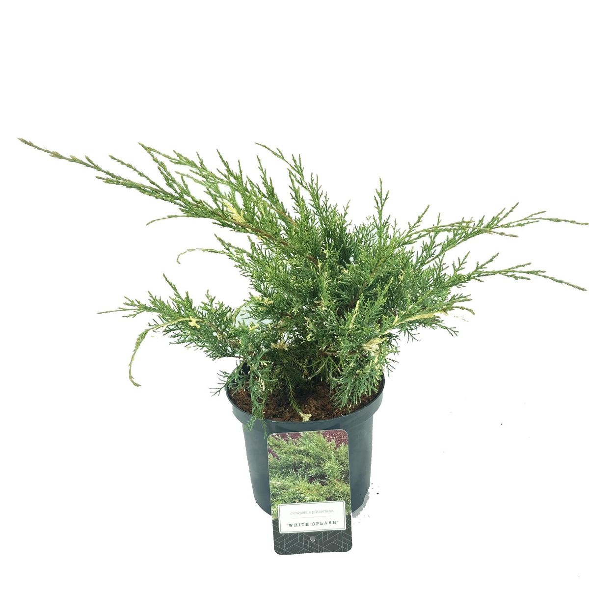 Juniperus x pfitzeriana 'White Splash' — Plant Wholesale FlorAccess