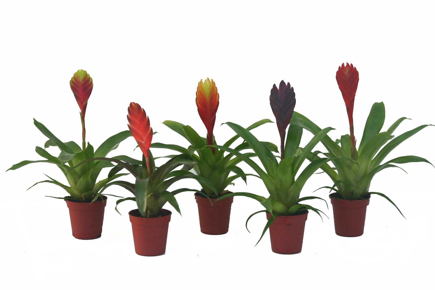 Vriesea MIX — Plant Wholesale FlorAccess