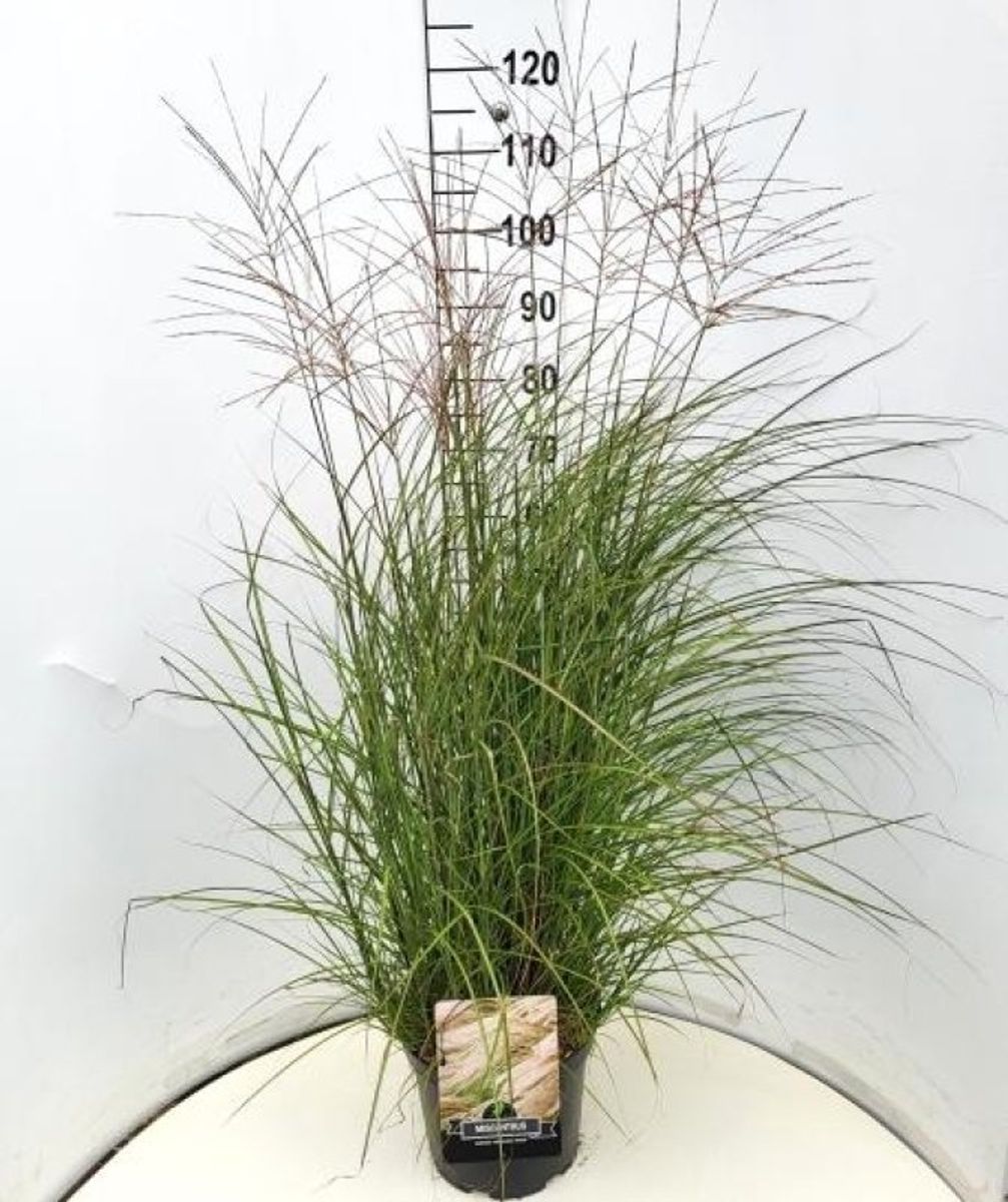 Miscanthus sinensis 'Yaku Jima' — Plant Wholesale FlorAccess