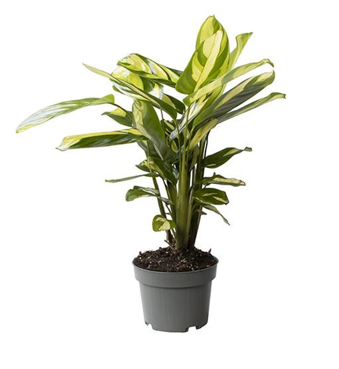 Ctenanthe lubbersiana 'Golden Mosaic' — Plant Wholesale FlorAccess