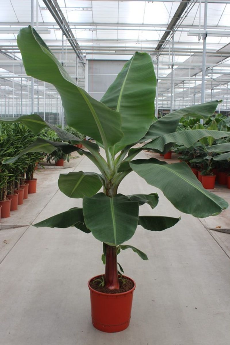 Musa 'Dwarf Cavendish' — Plant Wholesale FlorAccess