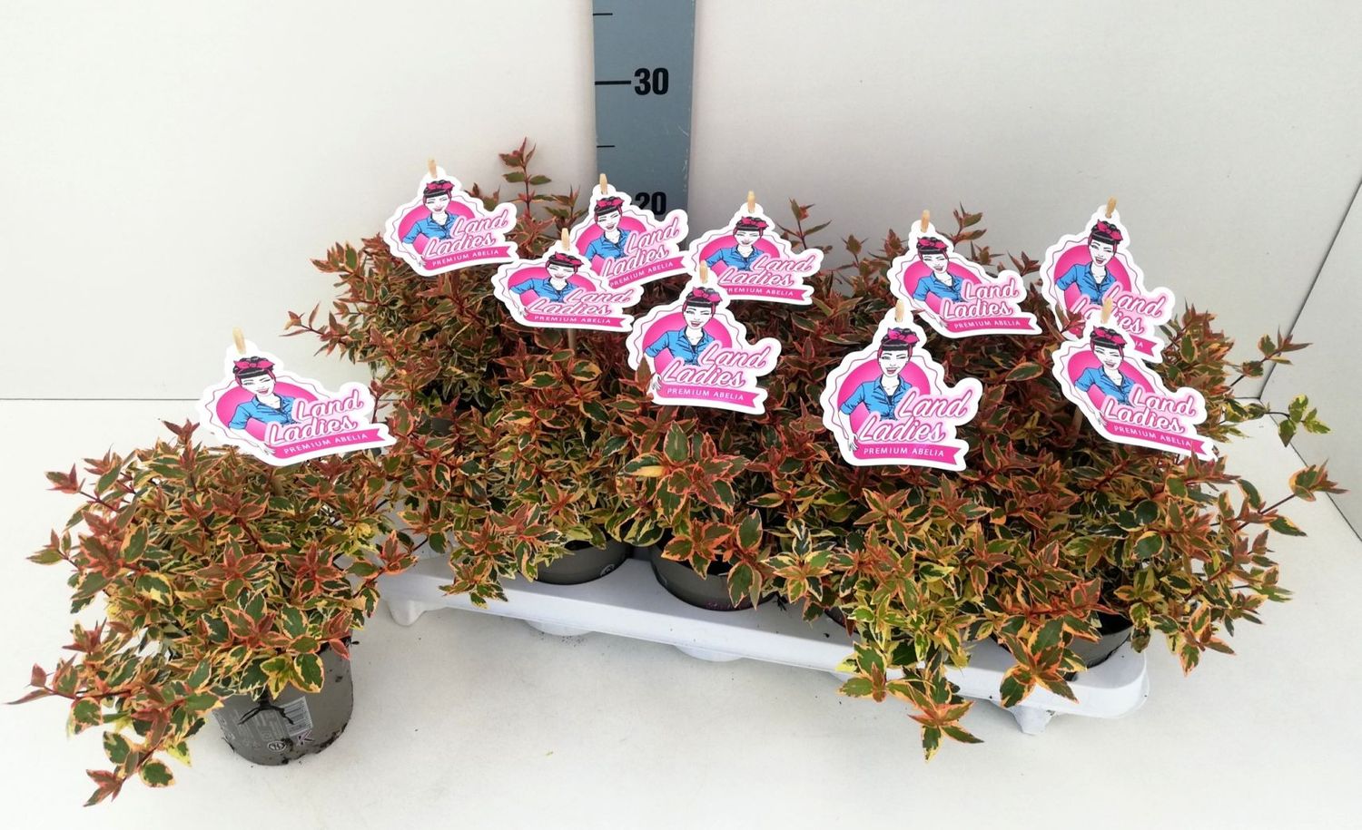 Abelia x grandiflora 'Lady Peach' — Plant Wholesale FlorAccess
