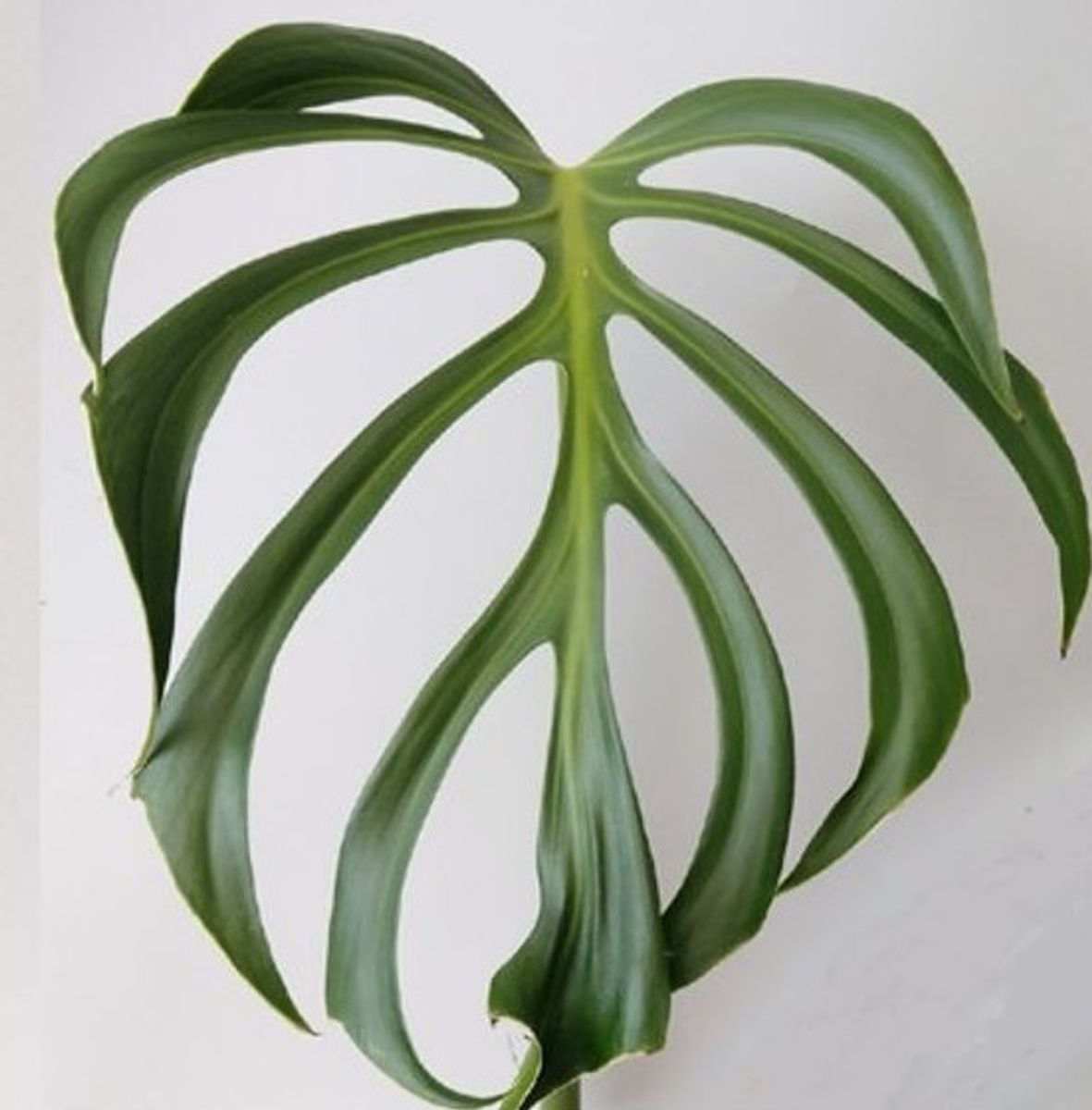 Monstera 'Burle Marx Flame' — Plant Wholesale FlorAccess