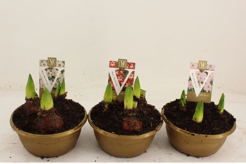 Hippeastrum RASCAL MIX — Plant Wholesale FlorAccess