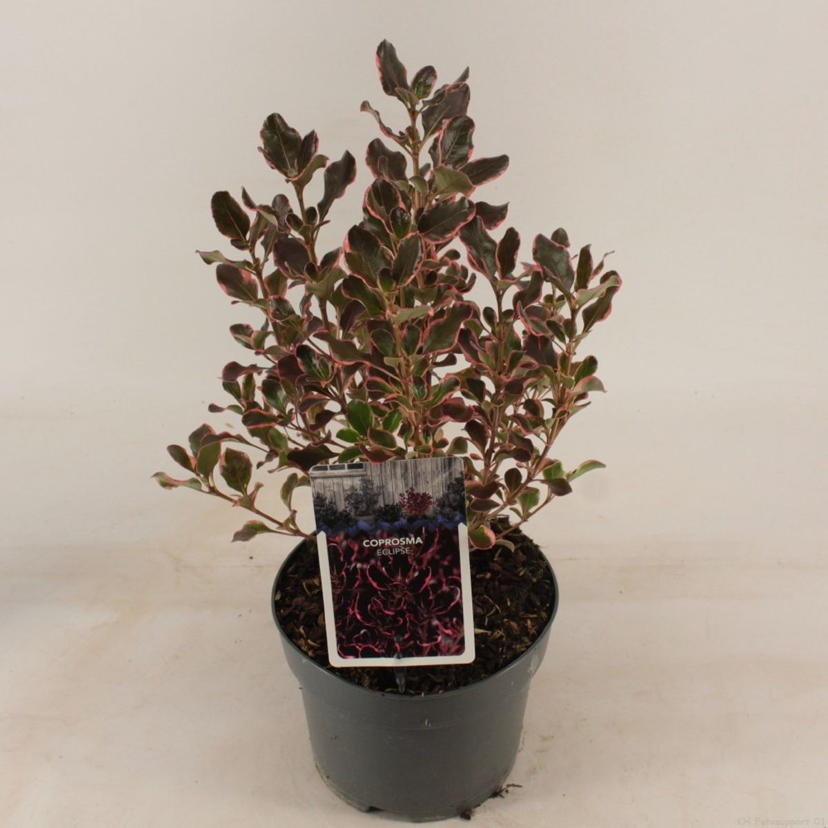 Coprosma repens ECLIPSE — Plant Wholesale FlorAccess