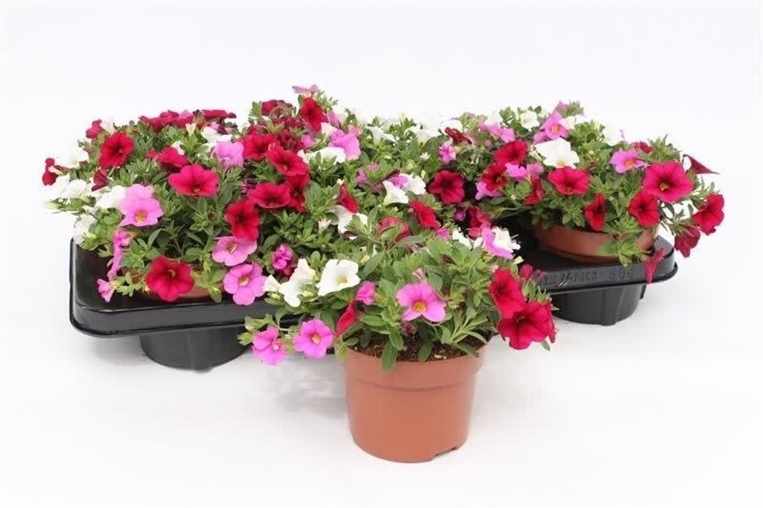 Calibrachoa MIX IN POT — Plant Wholesale FlorAccess