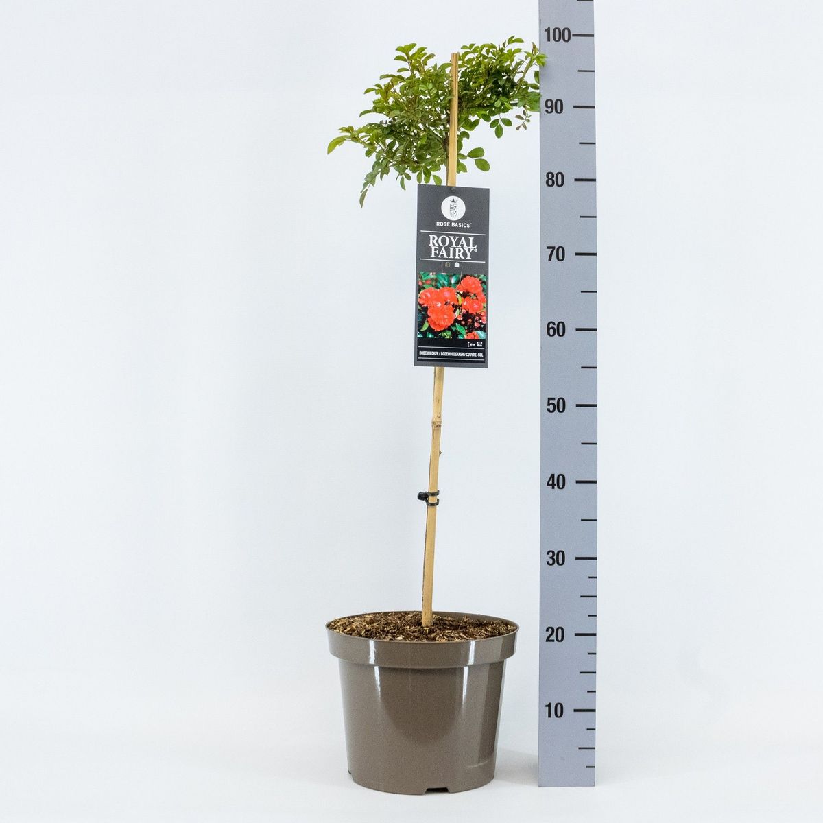 Rosa ROYAL FAIRY — Plant Wholesale FlorAccess