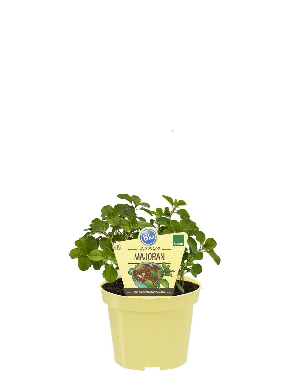 Origanum majorana — Plant Wholesale FlorAccess