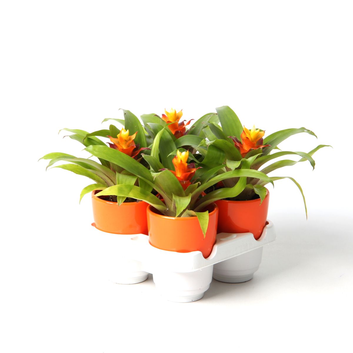 Guzmania 'Fairy' — Plant Wholesale FlorAccess