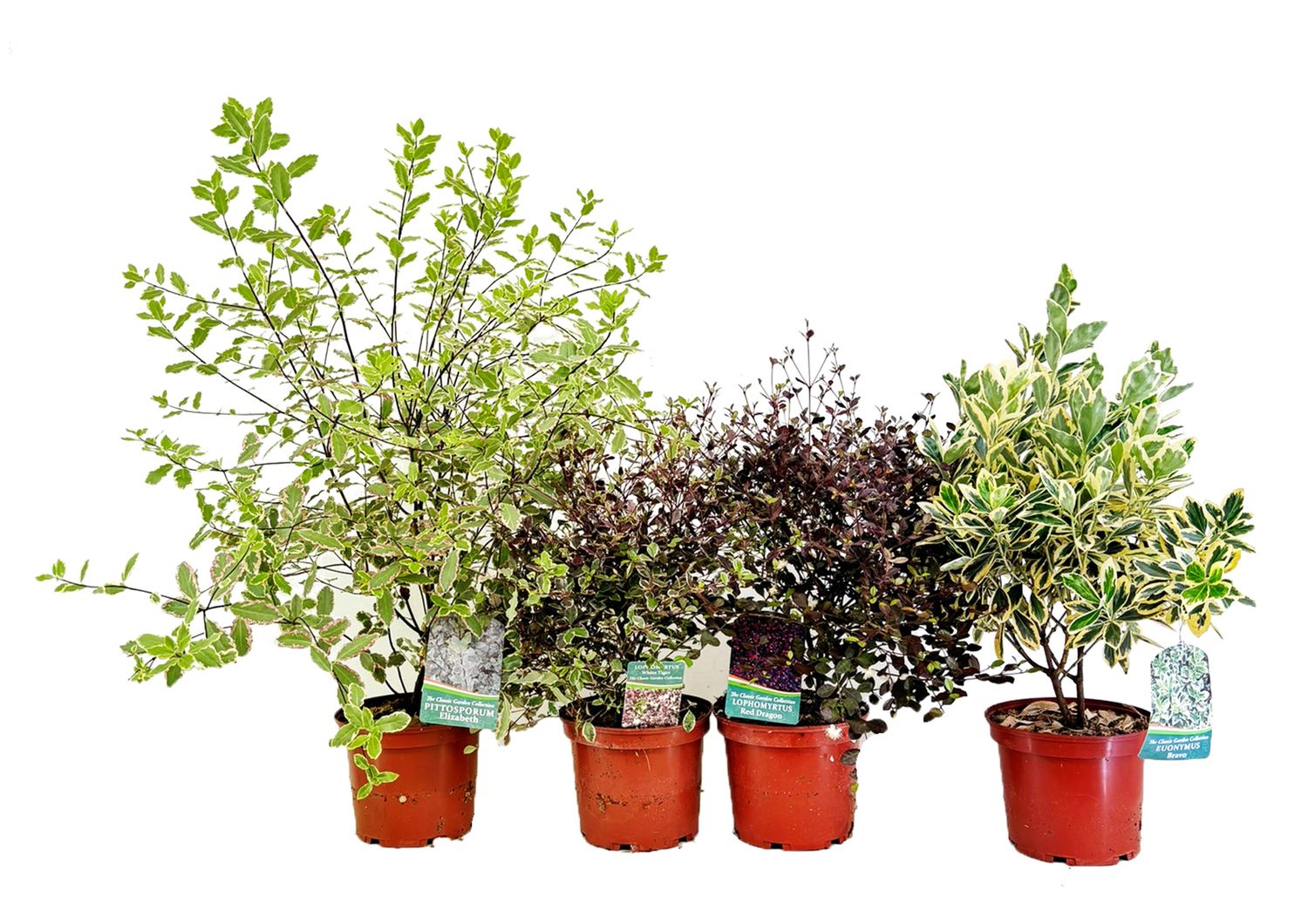 Shrubs MIX — Рослини оптом FlorAccess