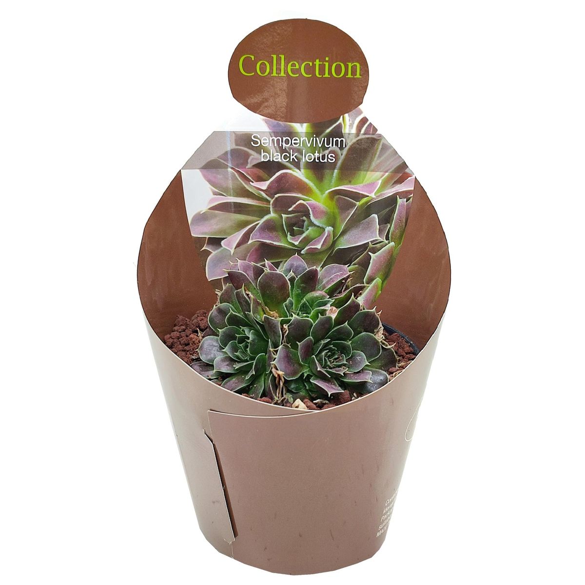 Sempervivum 'Black Lotus' — Plant Wholesale FlorAccess