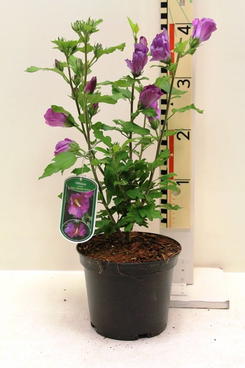 Hibiscus syriacus RUSSIAN VIOLET — Plant Wholesale FlorAccess