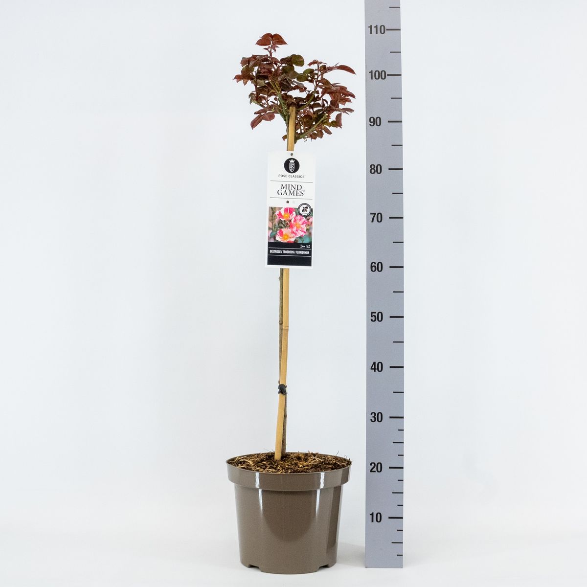 Rosa MIND GAMES — Plant Wholesale FlorAccess