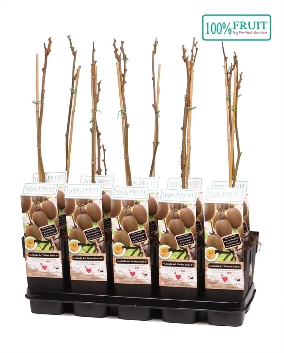 Actinidia deliciosa 'Golden Kiwi' — Plant Wholesale FlorAccess
