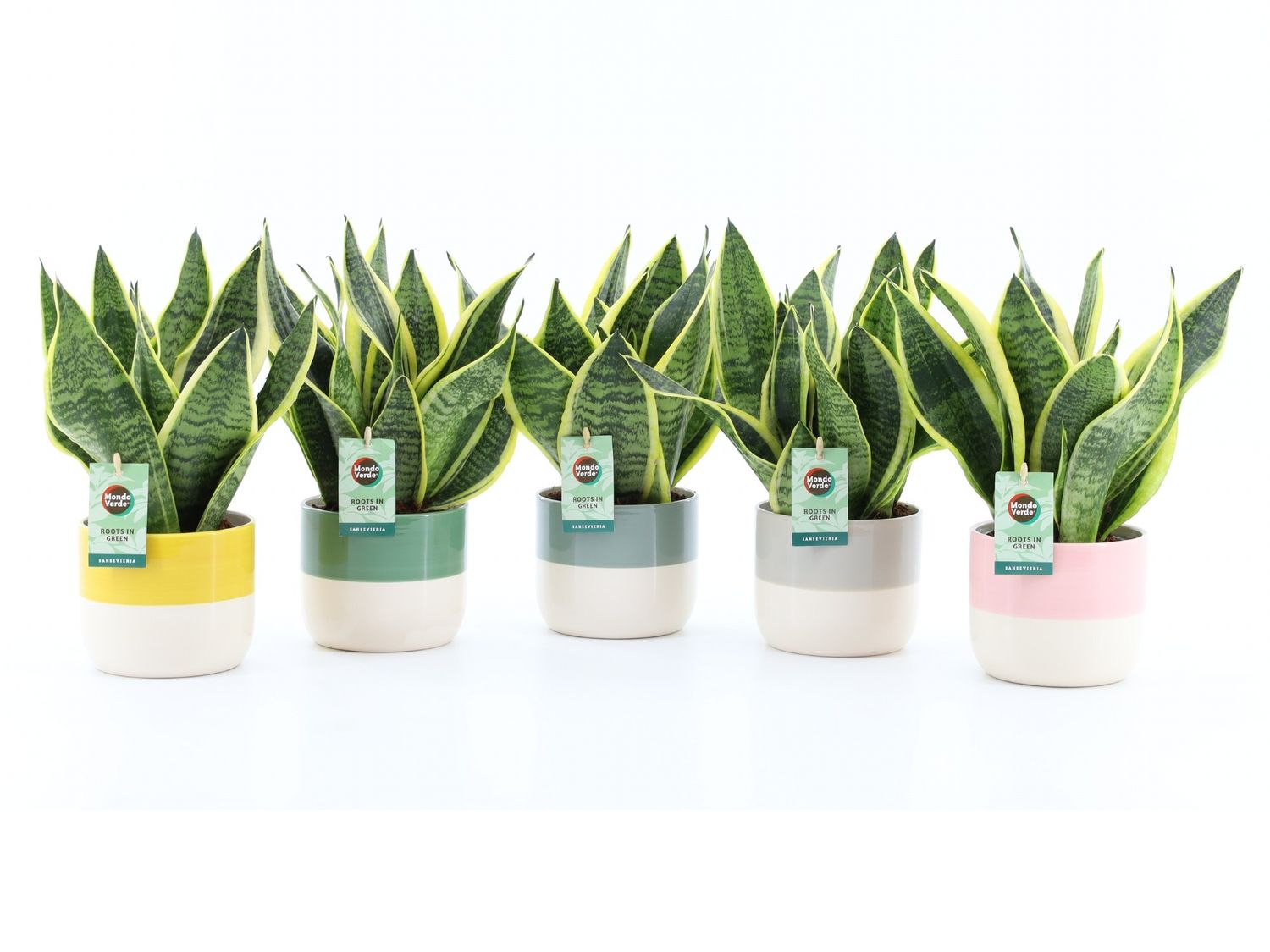 Spider Plant Indoor House Plant Snake Plant Futura Superba - Medium ...