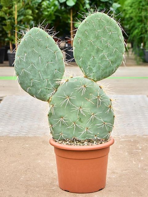 Opuntia maxima — Plant Wholesale FlorAccess