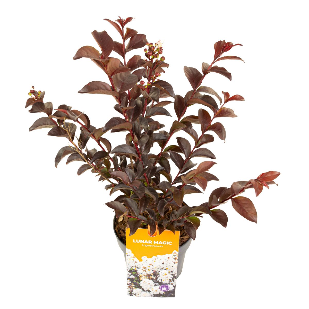 Lagerstroemia LUNAR MAGIC — Plant Wholesale FlorAccess