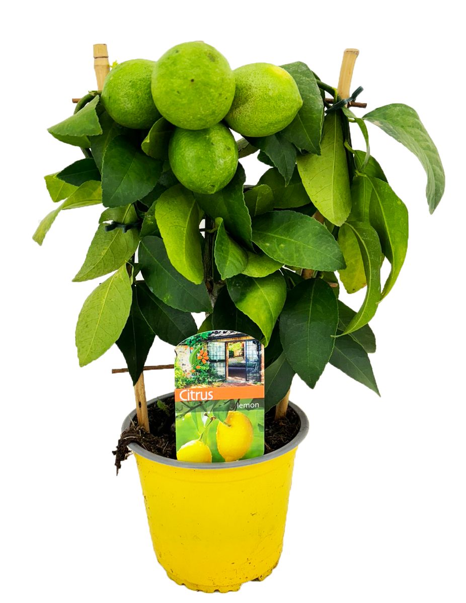 Citrus x limon — Plant Wholesale FlorAccess