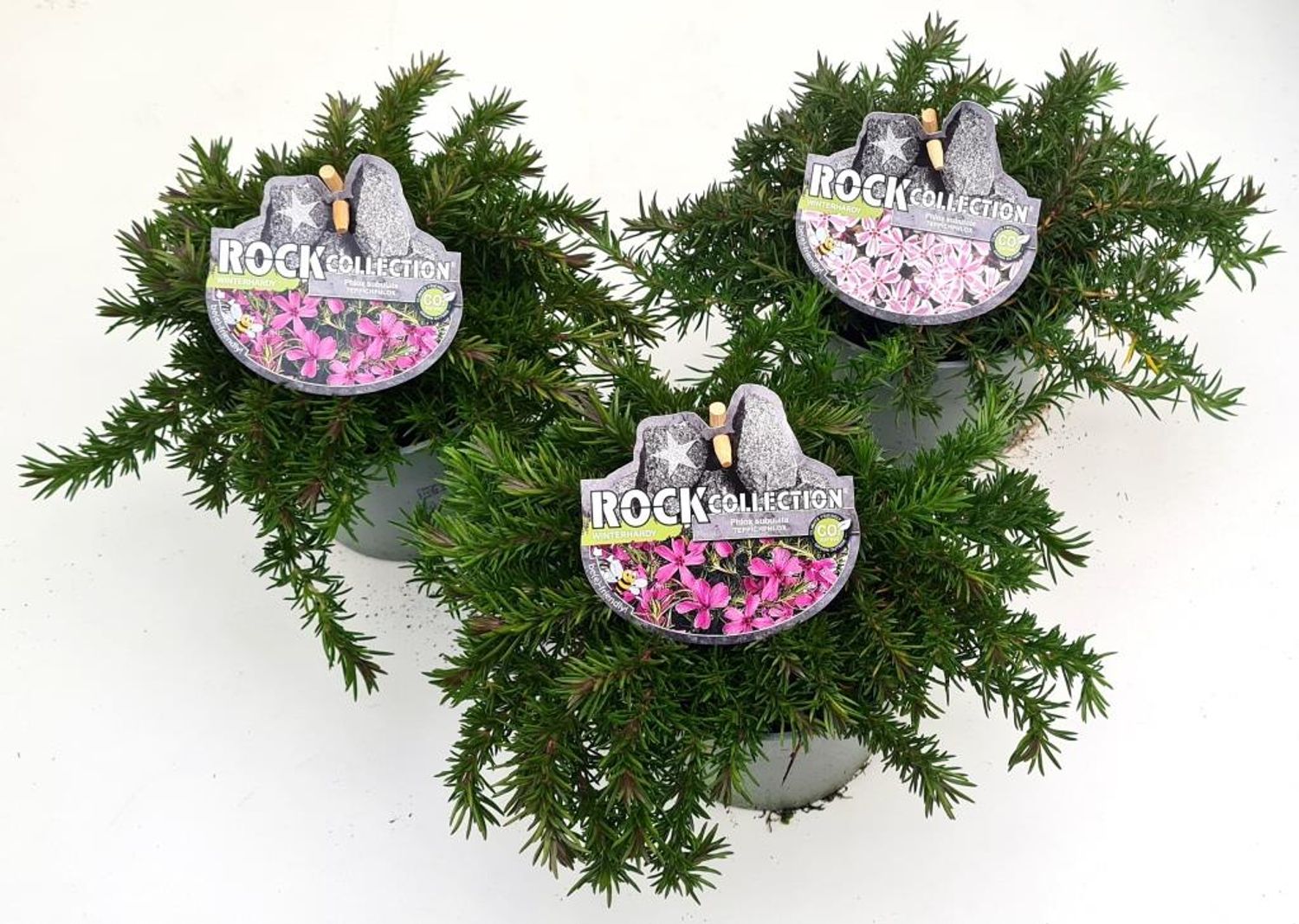 Phlox SUBULATA MIX — Plant Wholesale FlorAccess