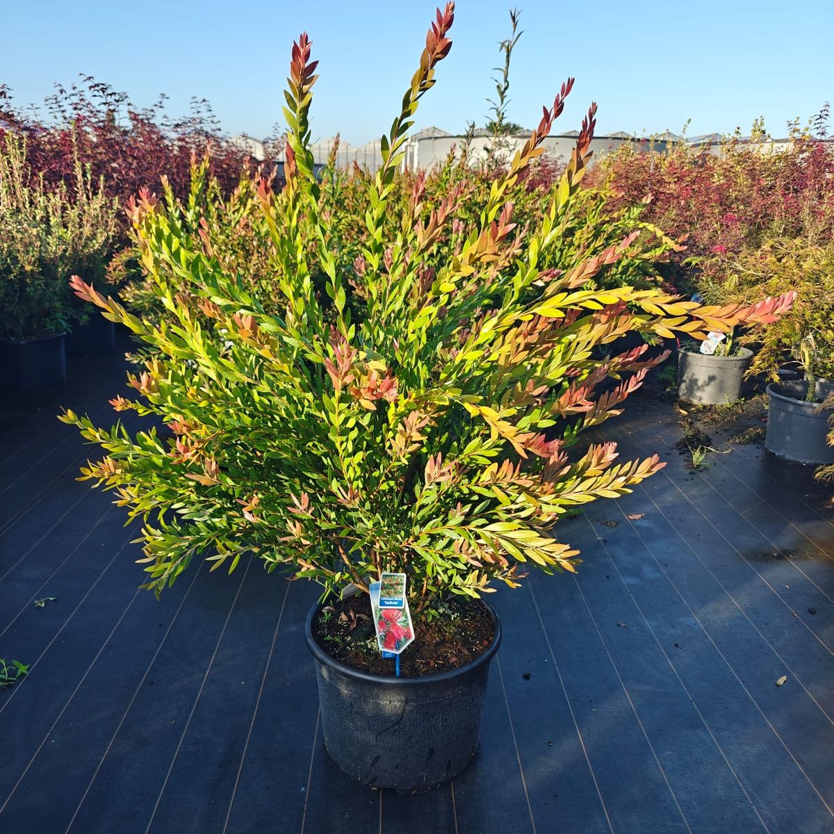 Callistemon viminalis INFERNO — Plant Wholesale FlorAccess