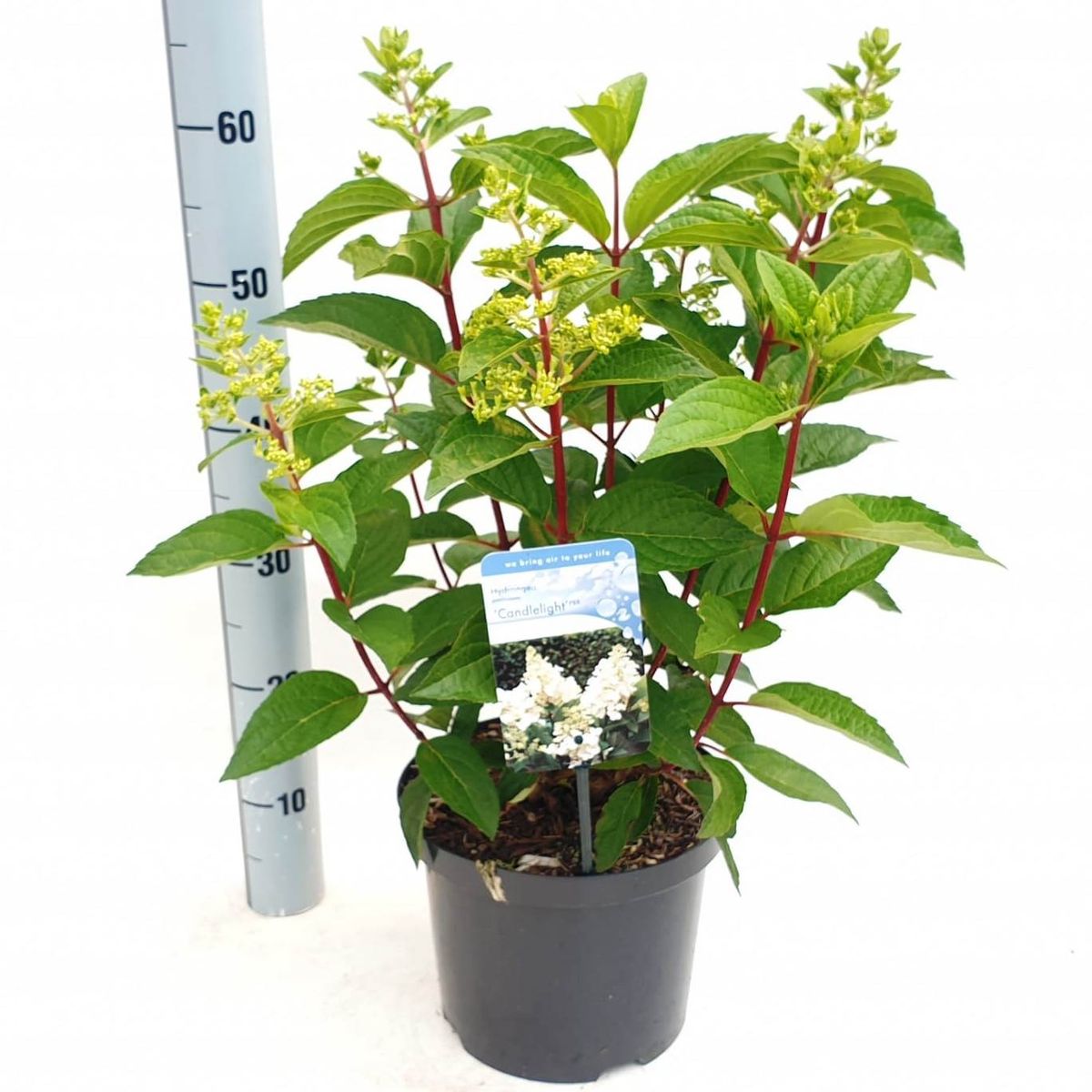 Hydrangea paniculata CANDLELIGHT — Plant Wholesale FlorAccess