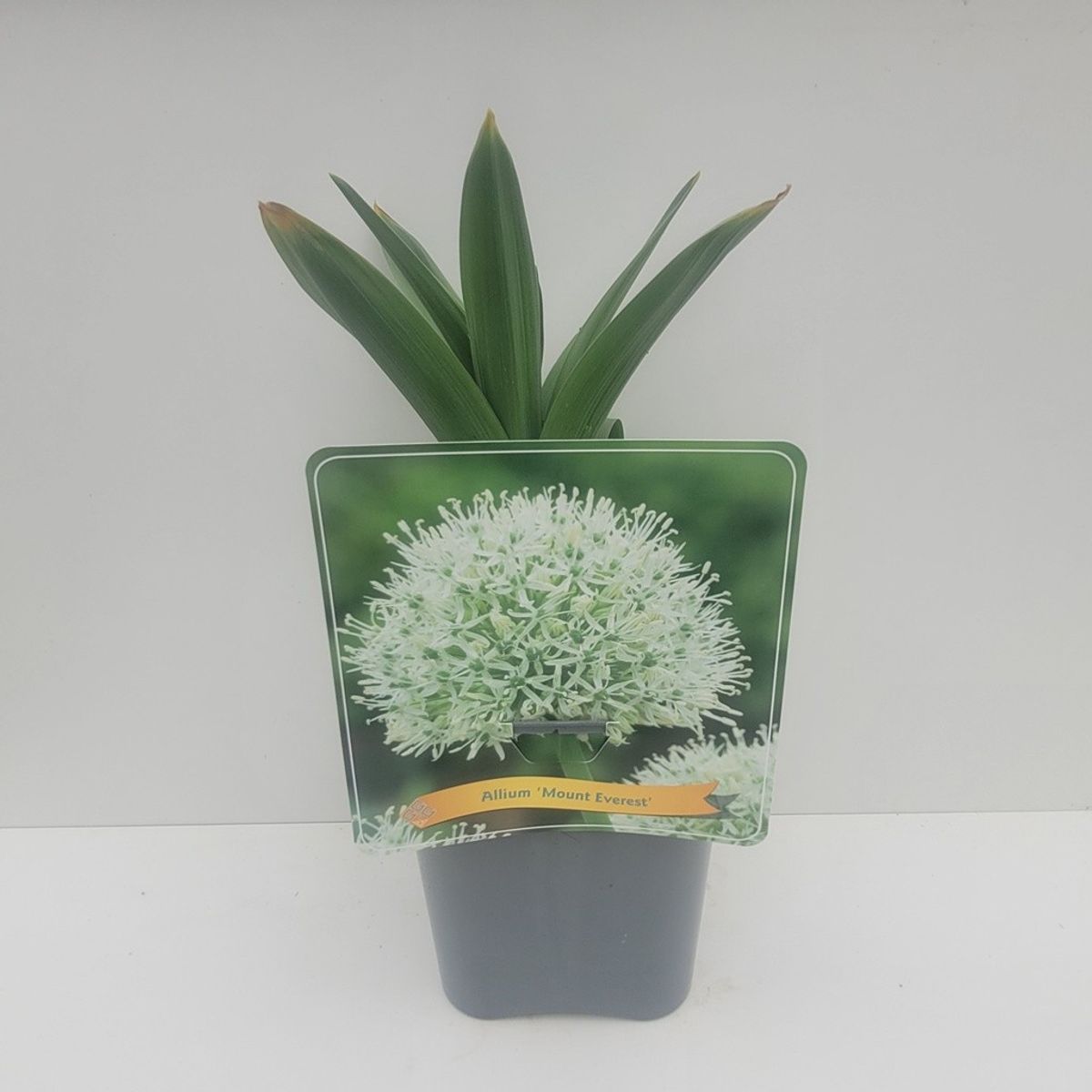 Allium stipitatum 'Mount Everest' — Plant Wholesale FlorAccess