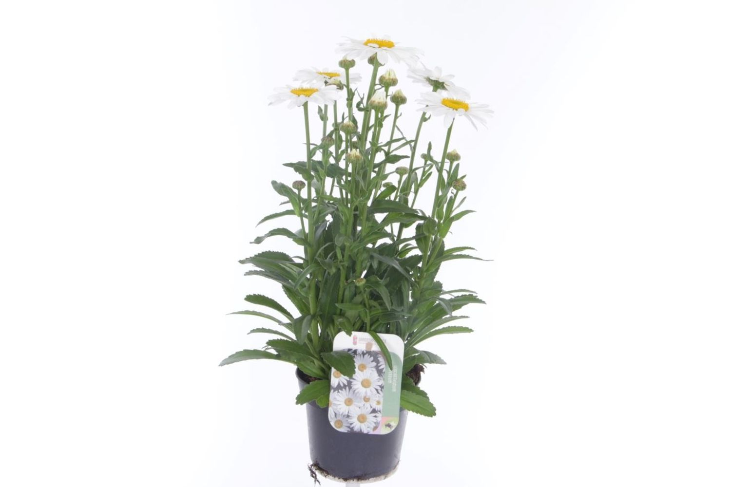 Leucanthemum OOH LA LABLANCHE — Grossiste en Plantes FlorAccess