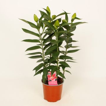 Lilium 'Sunny Benito' — Plant Wholesale FlorAccess
