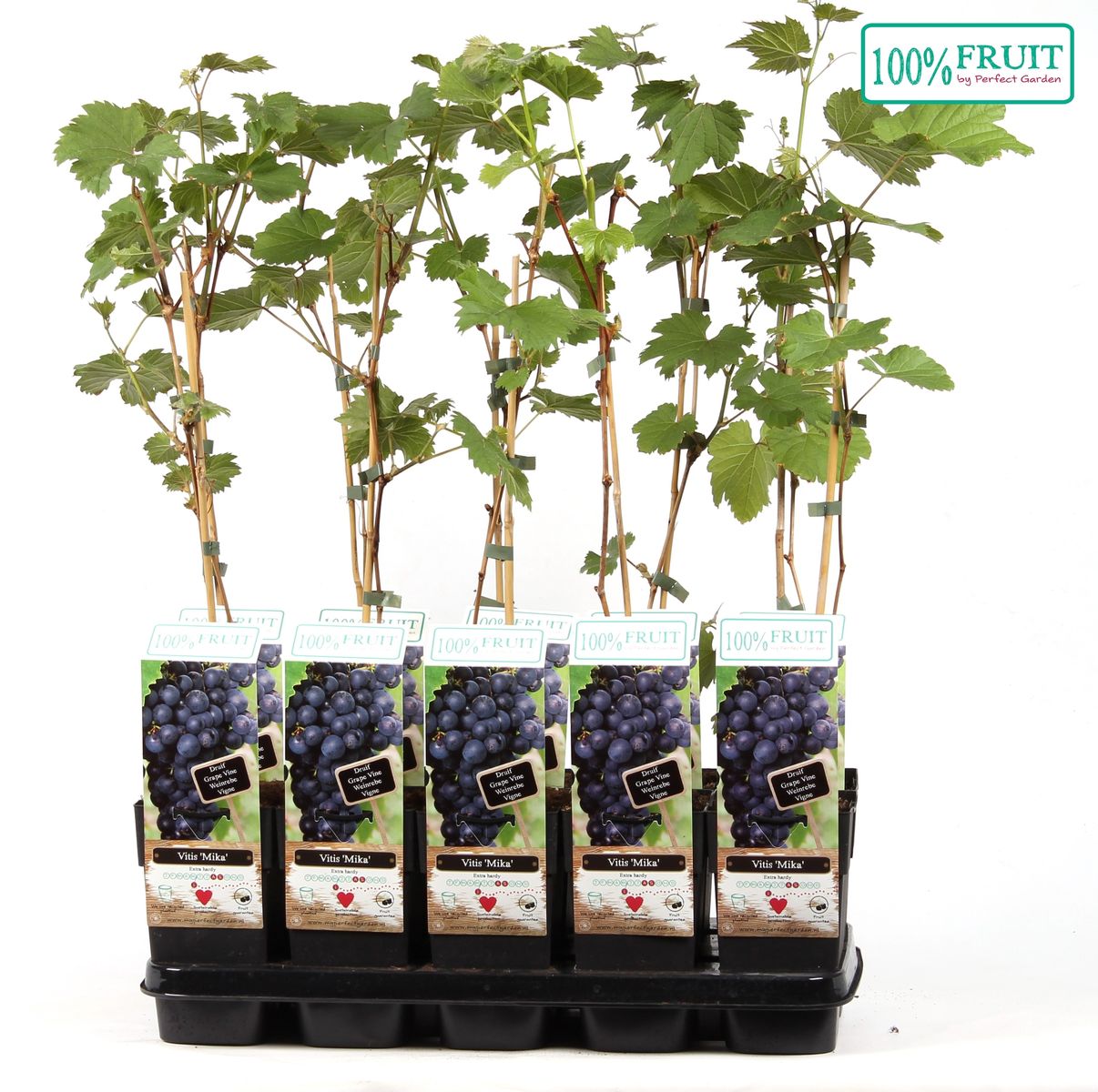 Vitis 'Mika' — Plant Wholesale FlorAccess