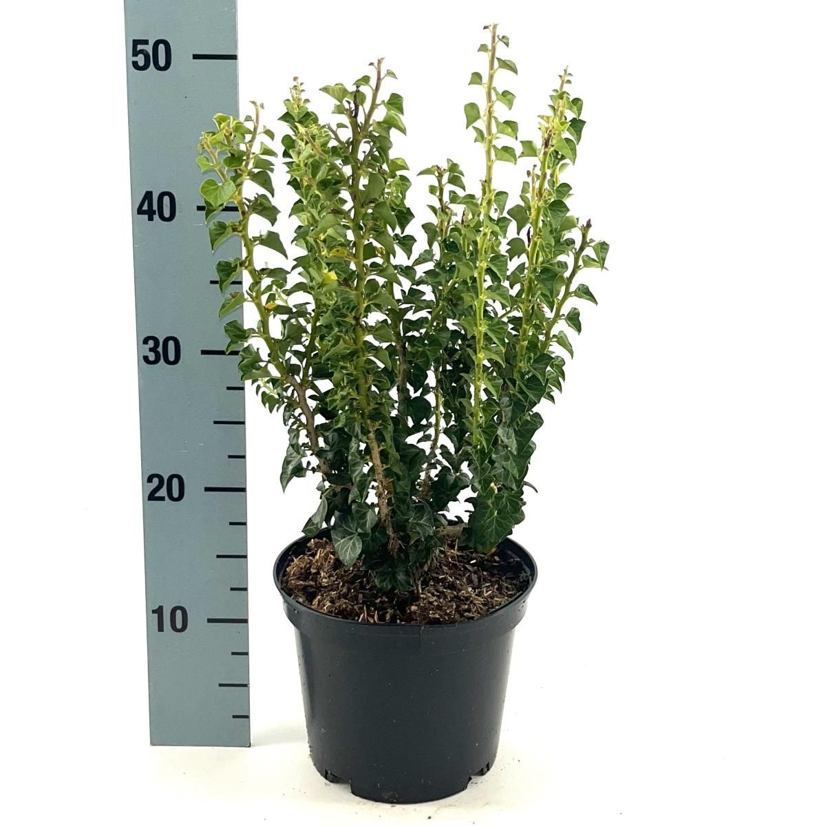 Hedera helix 'Erecta' — Plant Wholesale FlorAccess