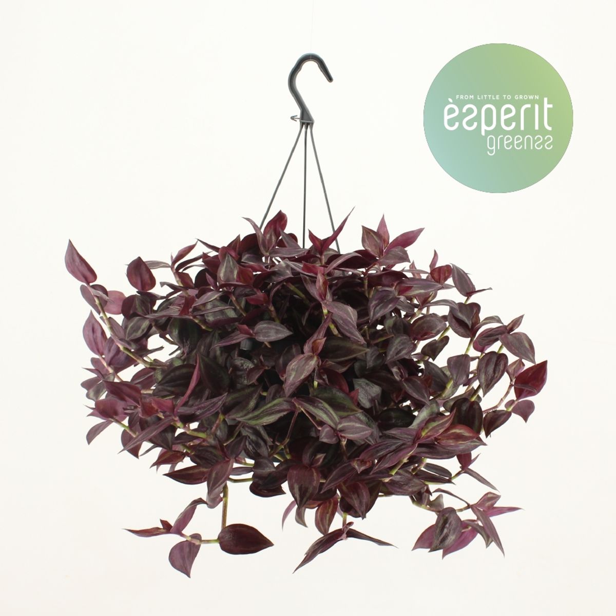 Tradescantia 'Jewel Red' — Plant Wholesale FlorAccess