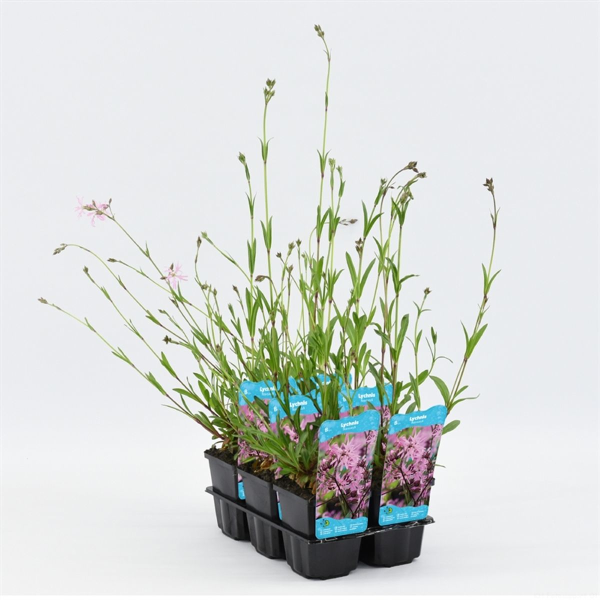 Lychnis flos-cuculi — Plant Wholesale FlorAccess