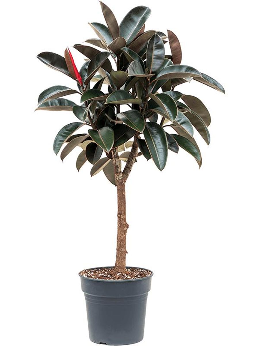 Ficus elastica 'Abidjan' — Plant Wholesale FlorAccess