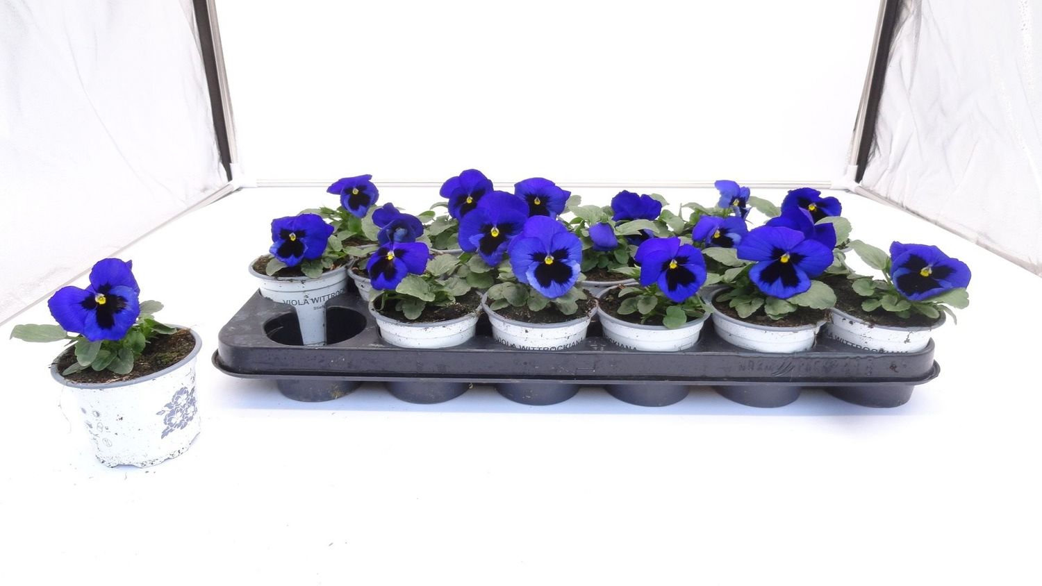 Viola x wittrockiana DELTA PURE VIOLET — Plant Wholesale FlorAccess