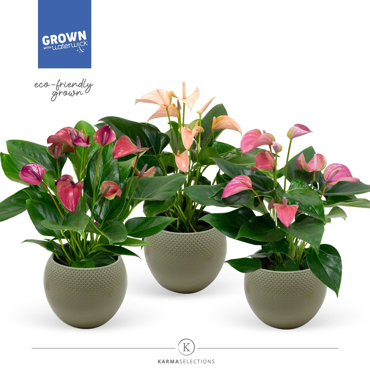 Anthurium KARMA MULTIFLORA MIX — Plant Wholesale FlorAccess