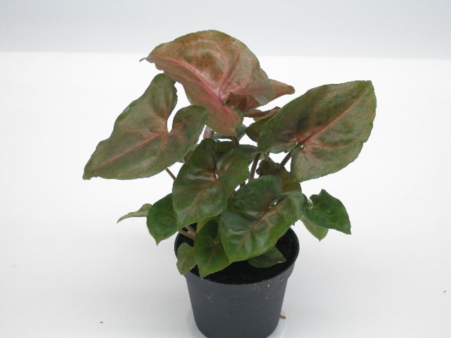 Syngonium podophyllum 'Maria' — Plant Wholesale FlorAccess
