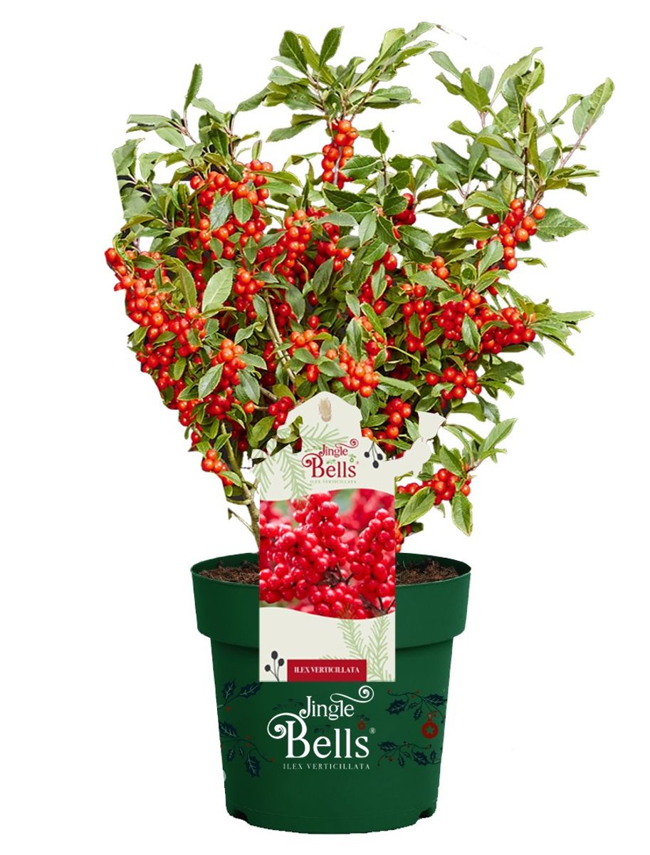 Ilex verticillata 'Jingle Bells' — Plant Wholesale FlorAccess