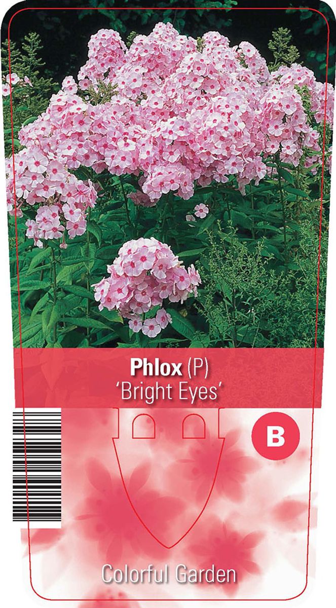 Phlox 'Bright Eyes' — Plant Wholesale FlorAccess