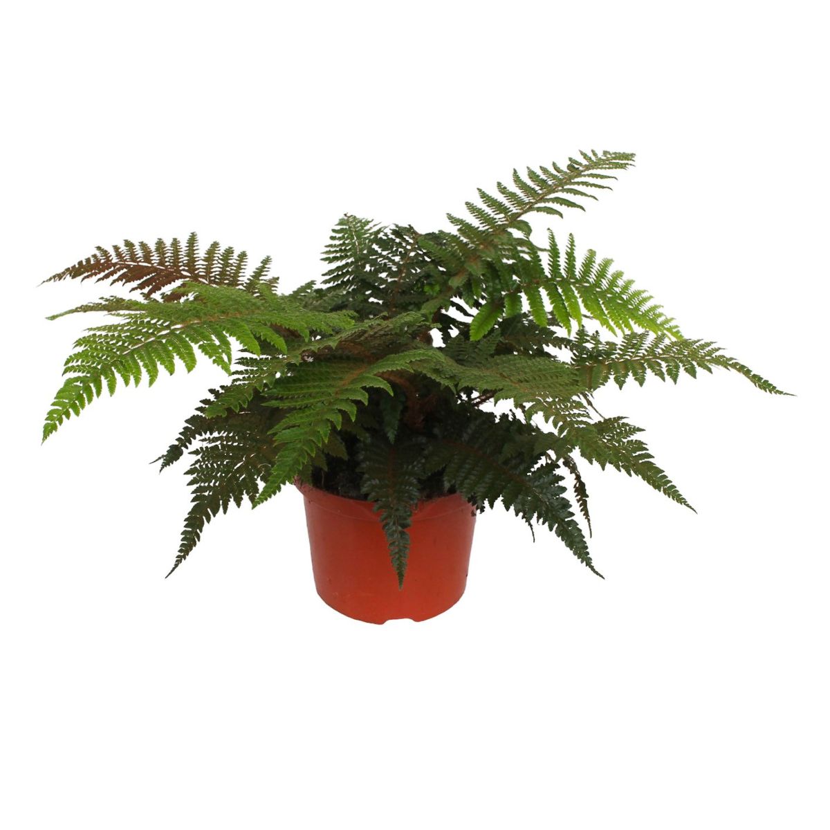 Polystichum Polyblepharum — Plant Wholesale Floraccess